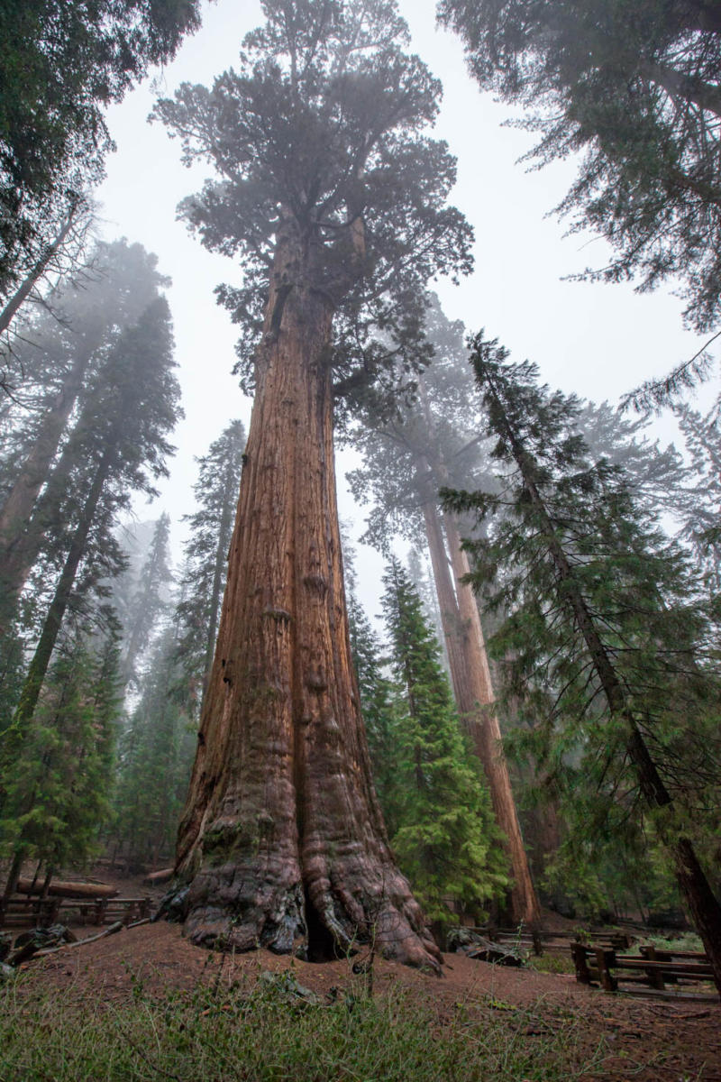 Discover the World's Largest Tree at Sequoia National Park, CA