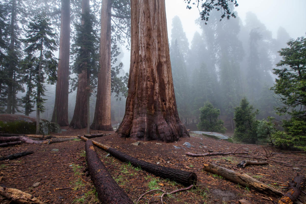 Discover the World's Largest Tree at Sequoia National Park, CA
